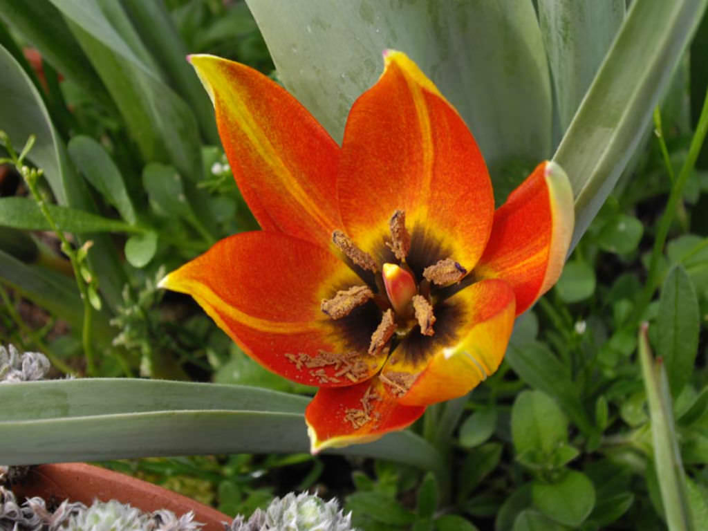 Tulipa orphanidea - World of Flowering Plants