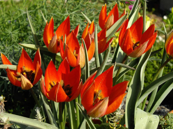 Tulipa orphanidea - World of Flowering Plants