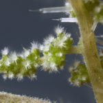 Urtica ferox (Tree Nettle) - World of Flowering Plants
