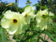 Abelmoschus manihot (Aibika) - World of Flowering Plants