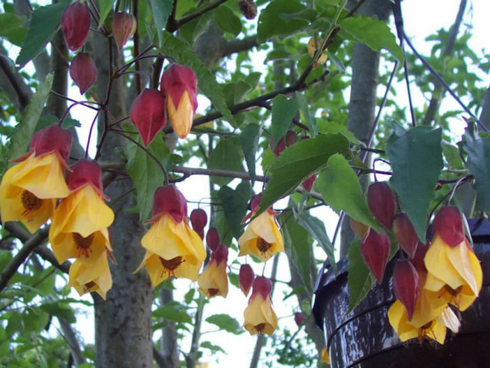 Abutilon 'Kentish Belle' - World of Flowering Plants
