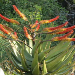 Aloe marlothii (Mountain Aloe) - World of Flowering Plants