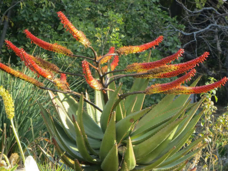 Aloe marlothii (Mountain Aloe) - World of Flowering Plants