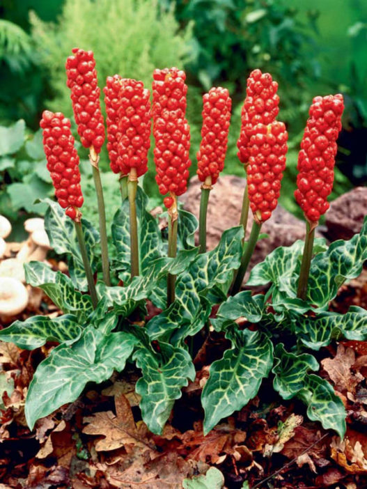 Arum italicum (Italian Arum) - World of Flowering Plants