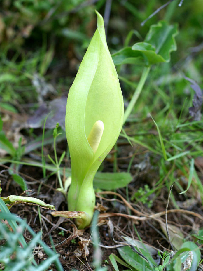 Arum italicum (Italian Arum) - World of Flowering Plants