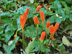 Arum italicum (Italian Arum) - World of Flowering Plants