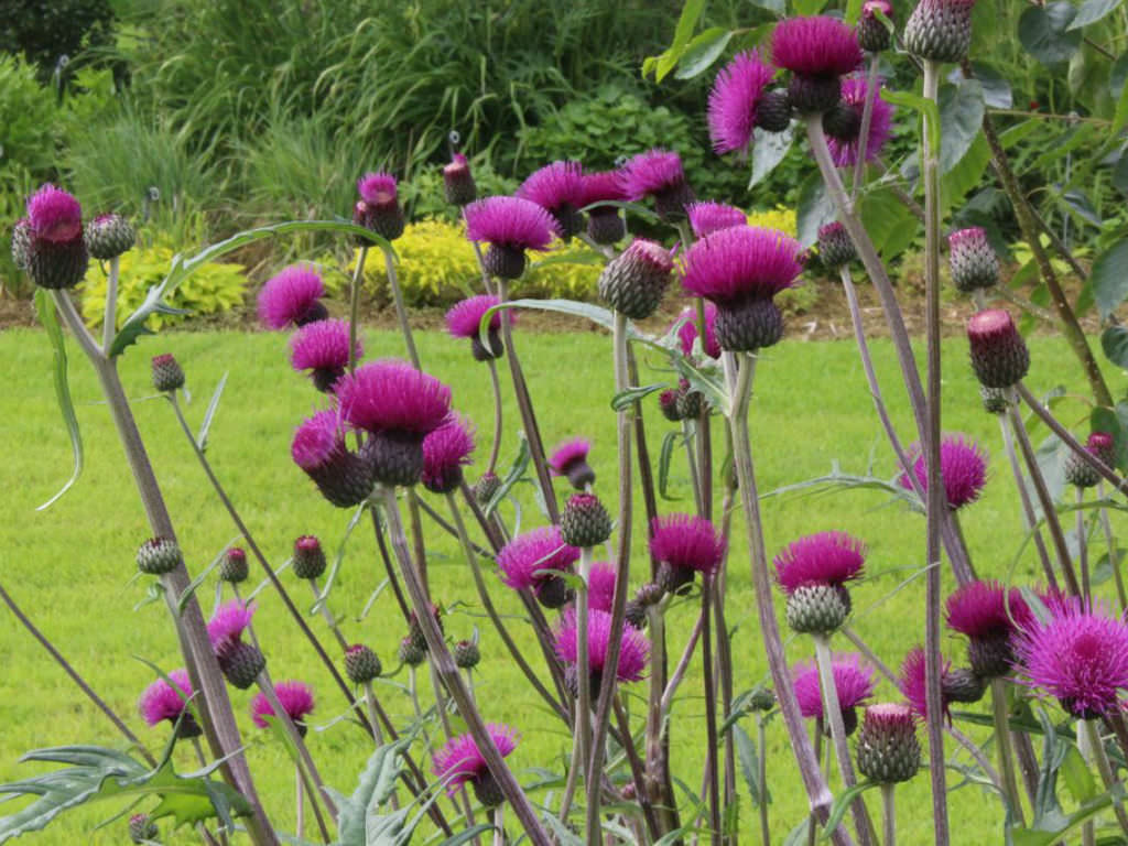 Cirsium rivulare 'Trevor's Blue Wonder' (Plume Thistle) - World of ...