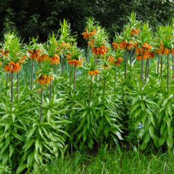 Fritillaria imperialis 'Aurora' (Crown Imperial) - World of Flowering ...