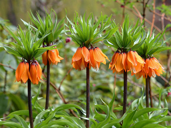Fritillaria imperialis 'Aurora' (Crown Imperial) - World of Flowering ...