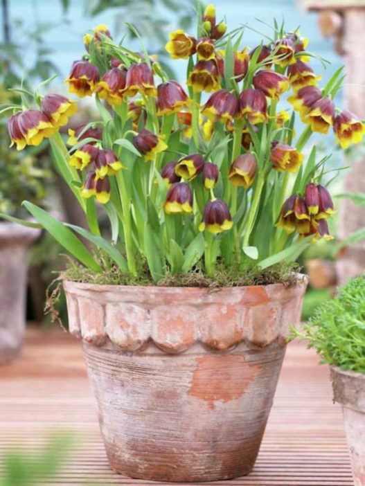 Fritillaria michailovskyi (Michael's Flower) - World of Flowering Plants