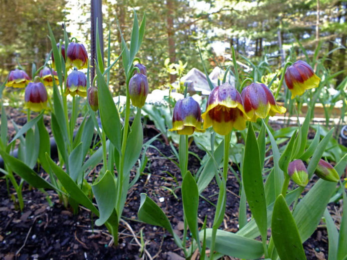 Fritillaria michailovskyi (Michael's Flower) - World of Flowering Plants