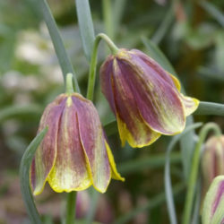 Fritillaria pyrenaica (Pyrenean Fritillary) - World of Flowering Plants