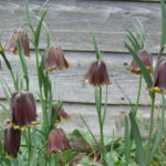 Fritillaria pyrenaica (Pyrenean Fritillary) - World of Flowering Plants