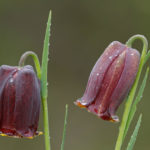 Fritillaria pyrenaica (Pyrenean Fritillary) - World of Flowering Plants