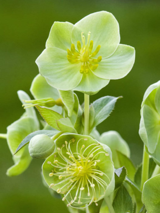 Helleborus lividus subsp. corsicus (Corsican Hellebore) - World of ...
