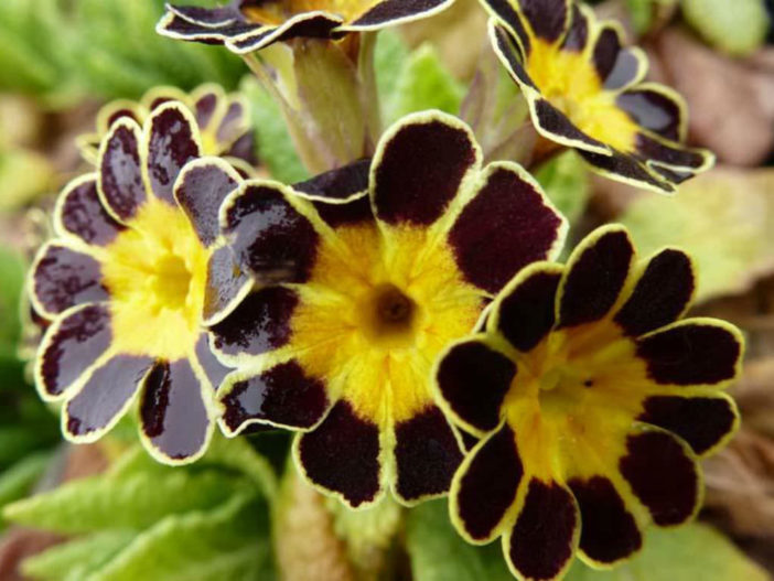 Primula elatior 'Gold Lace' - World of Flowering Plants