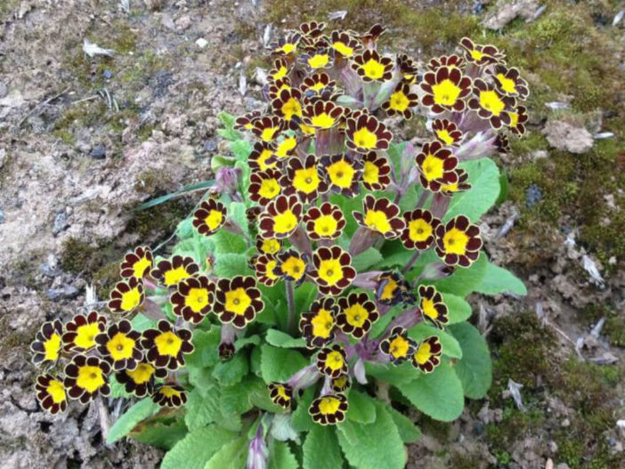 Primula elatior 'Gold Lace' - World of Flowering Plants