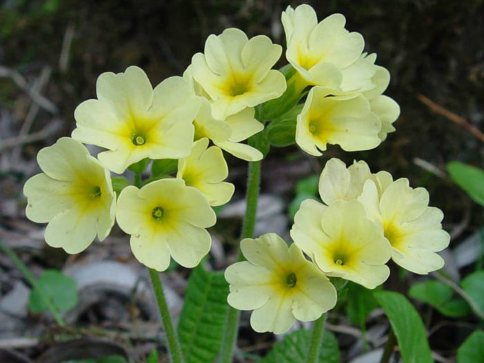 Primula elatior (Oxlip) - World of Flowering Plants