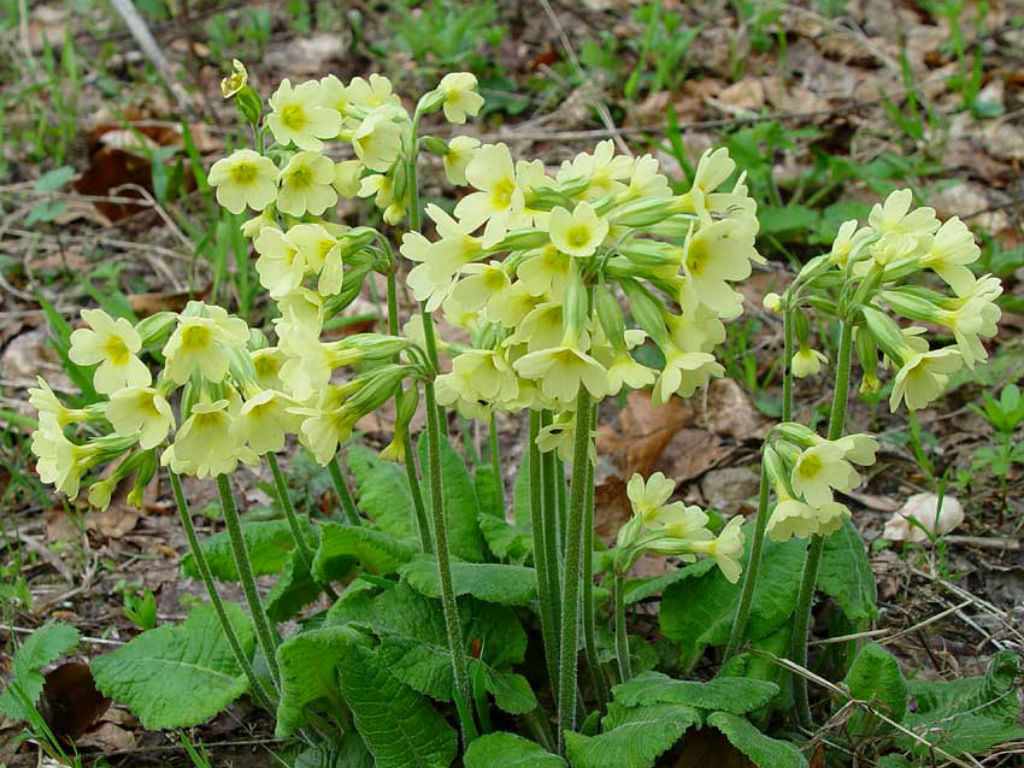 Primula elatior - Oxlip | World of Flowering Plants