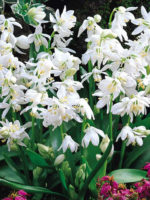 Scilla siberica 'Alba' (White Siberian Squill) - World of Flowering Plants
