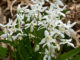 Scilla siberica 'Alba' (White Siberian Squill) - World of Flowering Plants