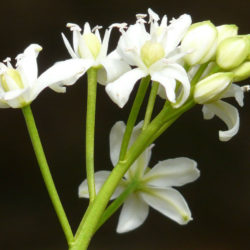 Scilla siberica 'Alba' (White Siberian Squill) - World of Flowering Plants
