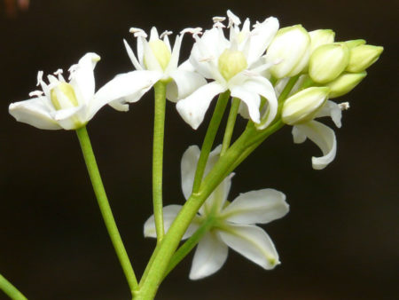 Scilla siberica 'Alba' (White Siberian Squill) - World of Flowering Plants