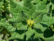 How to Grow and Care for Tetragonia - World of Flowering Plants