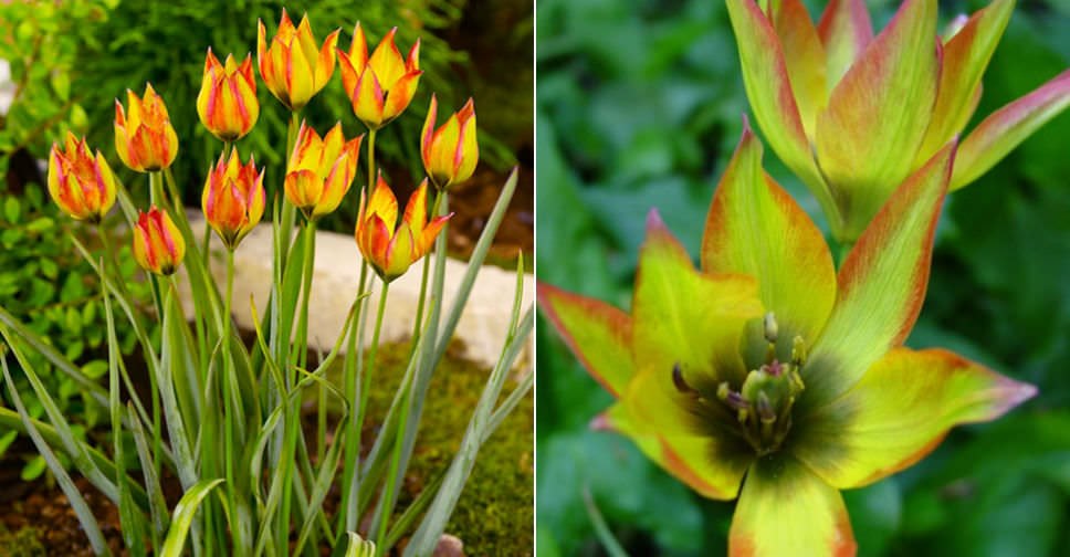 Tulipa orphanidea 'Flava' - World of Flowering Plants