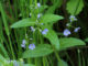 Veronica americana (American Speedwell) - World of Flowering Plants