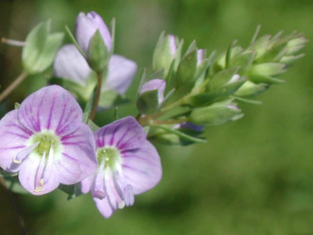 Veronica americana (American Speedwell) - World of Flowering Plants