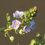 Veronica americana (American Speedwell) - World of Flowering Plants