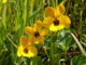 Viola pedunculata (California Golden Violet) - World of Flowering Plants
