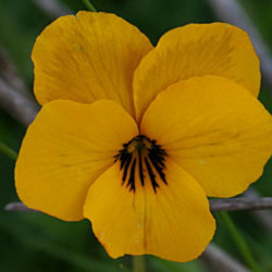 Viola pedunculata (California Golden Violet) - World of Flowering Plants