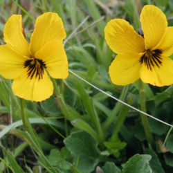 Viola pedunculata (California Golden Violet) - World of Flowering Plants