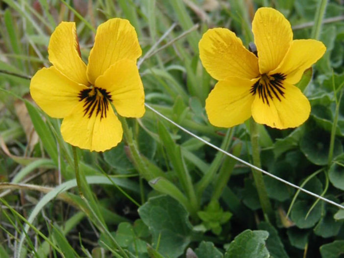 Viola pedunculata (California Golden Violet) - World of Flowering Plants