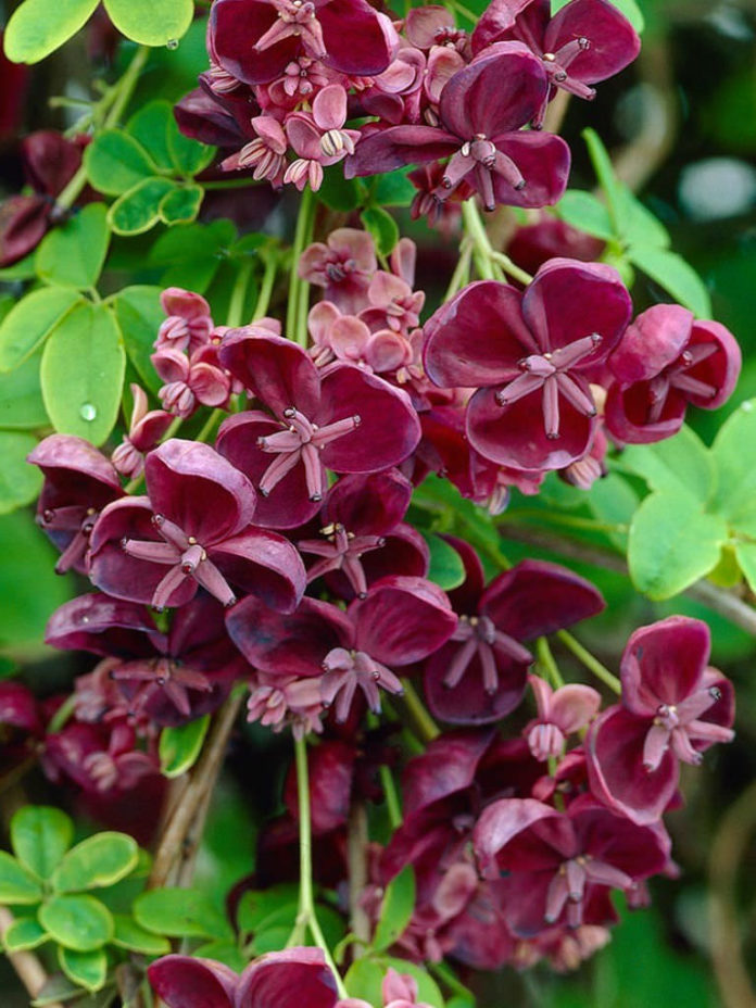 Akebia quinata (Chocolate Vine) - World of Flowering Plants