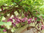 Akebia quinata (Chocolate Vine) - World of Flowering Plants