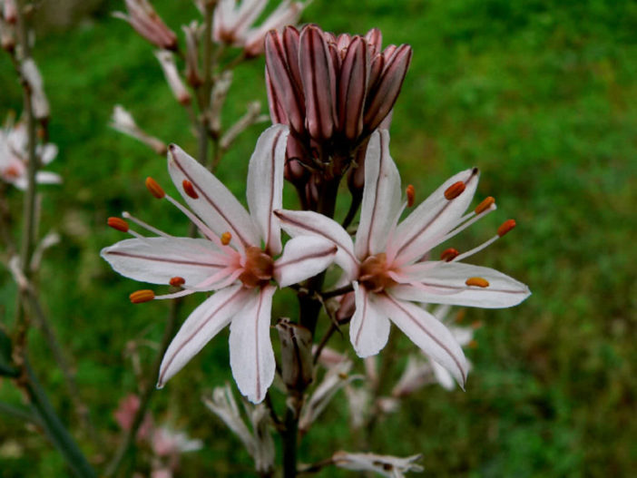 Asphodelus aestivus (Summer Asphodel) - World of Flowering Plants