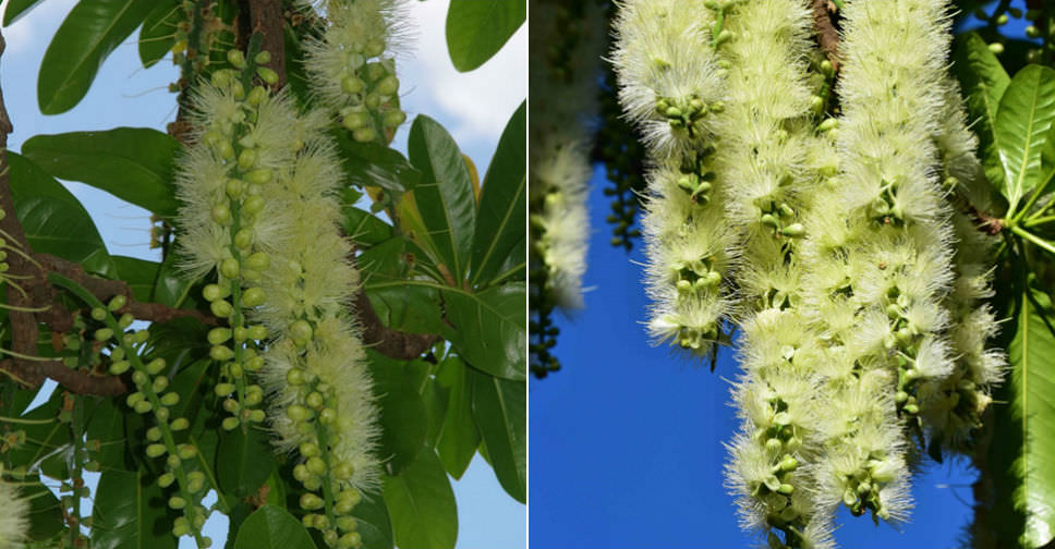 Barringtonia calyptrata (Mango Pine) - World of Flowering Plants