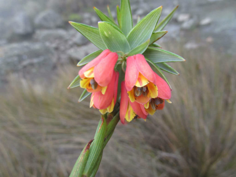 Bomarea glaucescens - World of Flowering Plants