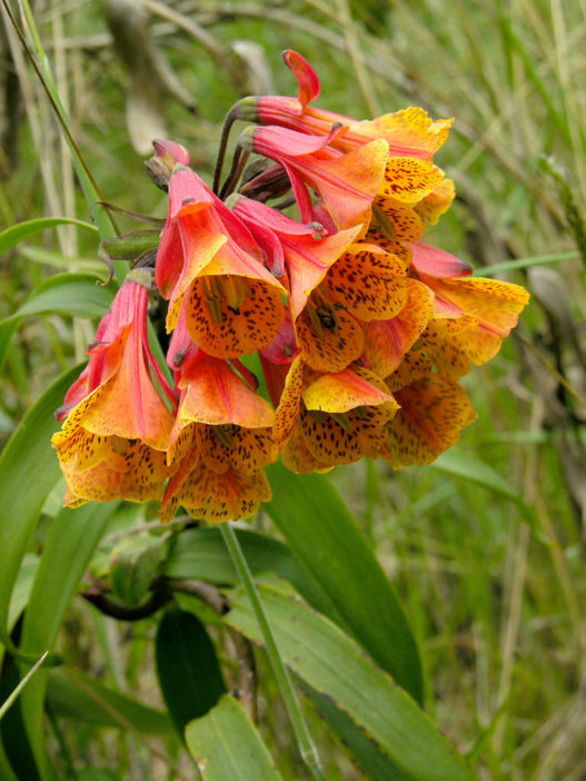 Bomarea glaucescens - World of Flowering Plants