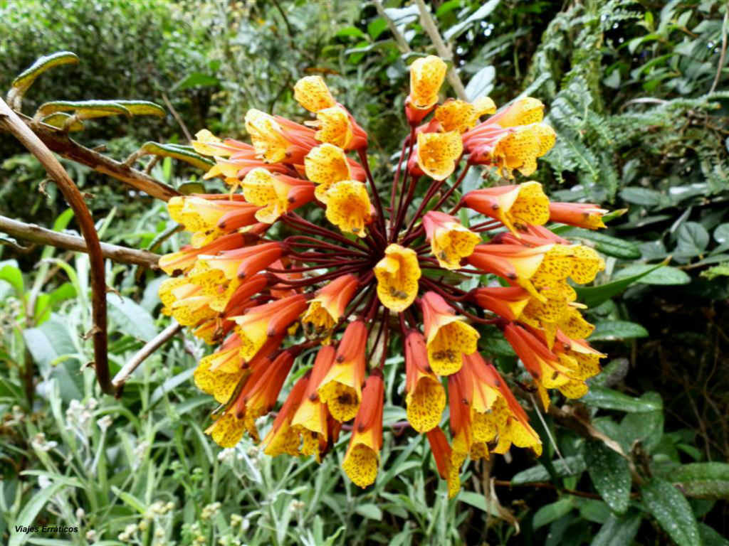 Bomarea glaucescens - World of Flowering Plants