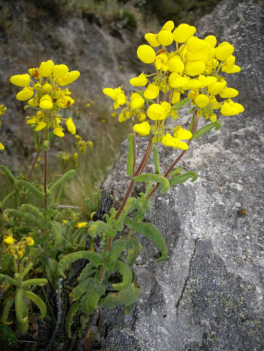 Calceolaria crenata - World of Flowering Plants
