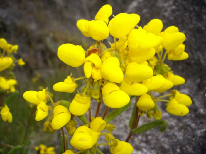 Calceolaria crenata - World of Flowering Plants