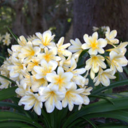 Clivia miniata var. citrina (Yellow Clivia) - World of Flowering Plants