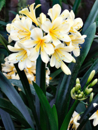 Clivia miniata var. citrina (Yellow Clivia) - World of Flowering Plants