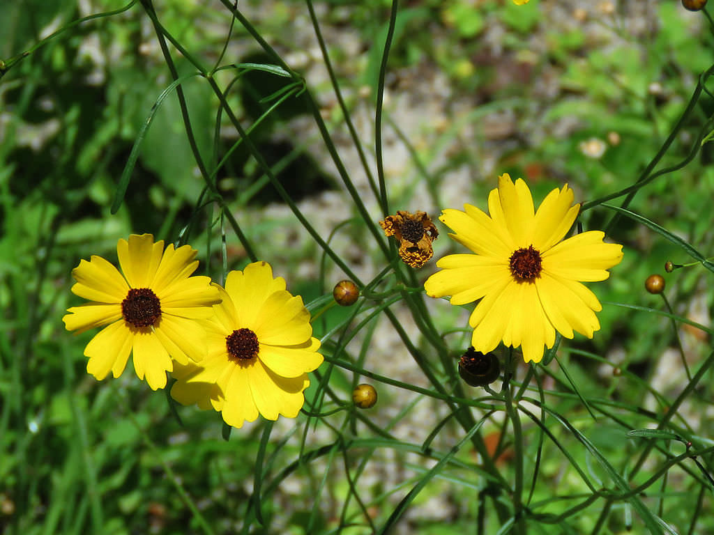 Coreopsis leavenworthii (Leavenworth's Tickseed) - World of Flowering ...