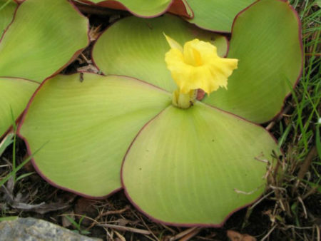 Costus spectabilis (Yellow Trumpet) - World of Flowering Plants