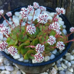 Crassula socialis (Ivory Towers) - World of Flowering Plants
